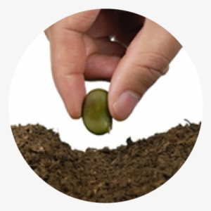 Seed In Soil PNG Image | Transparent PNG Free Download on SeekPNG