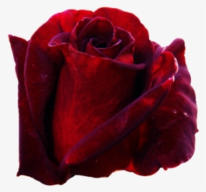 Dark Red Rose - Dark Red Rose Png PNG Image | Transparent PNG Free ...