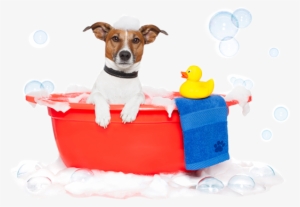 Bath - Dog Spa PNG Image | Transparent PNG Free Download on SeekPNG