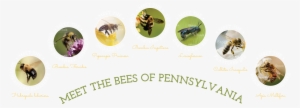 Native Bees Of Pennsylvania - Pennsylvania PNG Image | Transparent PNG ...