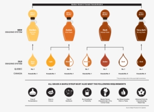 And Has A Maple Flavour Characteristic Of Its Colour - Maple Syrup ...