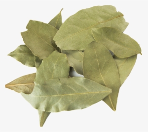 Bay Leaf Png PNG Image | Transparent PNG Free Download on SeekPNG