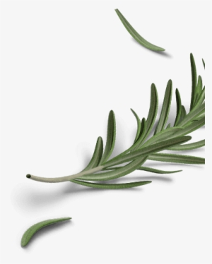 Drake & Wallace Dentistry - Grass PNG Image | Transparent PNG Free ...