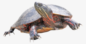 Turtles - Capture Of Painted Turtles PNG Image | Transparent PNG Free ...