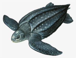 Picture - Leather Back Sea Turtle Png PNG Image | Transparent PNG Free ...