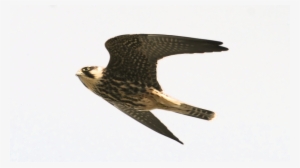 Hobby (8) Transparent - Falco Subbuteo PNG Image | Transparent PNG Free ...