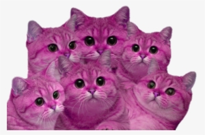 Pretty Pink Pussies 💖 - Pink Cat Transparent Background PNG Image ...