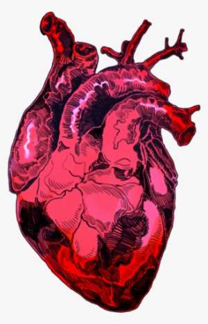 Realistic Heart Tumblr