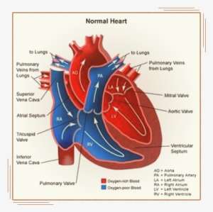 Know Your Heart - Oxygenated And Deoxygenated Blood Heart Diagram PNG ...