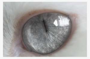 Cat Eyes Cats Eye Animal Png Transparent Semi Transparent - Cat Eye PNG ...