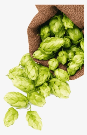 Hop Breeding - Barth-haas Hops Companion: A Guide PNG Image ...