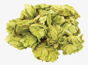 Whole Hops For Dry Hopping - Morebeer! Northern Brewer Whole Hops 1 Lb ...