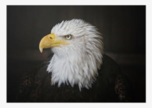 High Quality Bald Eagle PNG Image | Transparent PNG Free Download on ...