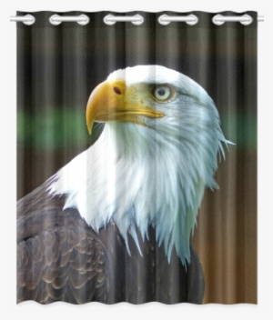 Bald Eagle Head 001 - Window PNG Image | Transparent PNG Free Download ...