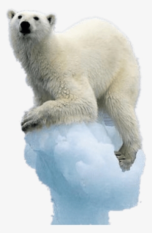 Nature - Polar Bear On Ice Png PNG Image | Transparent PNG Free ...