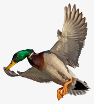Duck Hunt - Duck Hunt Pixel Png PNG Image | Transparent PNG Free ...