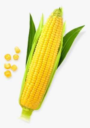 Corn Stalk Png - Transparent Corn Stalks Png PNG Image | Transparent ...