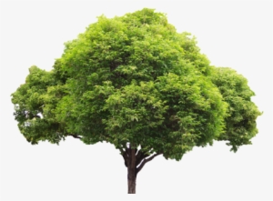 Vegetation Tropical Png PNG Image | Transparent PNG Free Download on ...