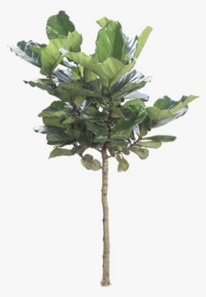 Ficus - Fig Tree White Pot PNG Image | Transparent PNG Free Download on ...