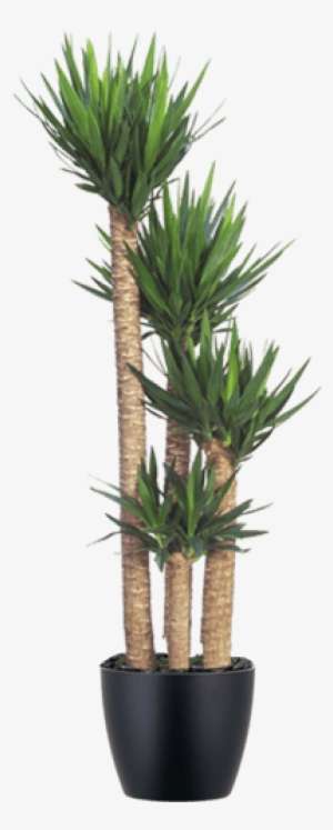 Yucca Indoor Plant In Black Container - Best Indoor Small Plant PNG ...