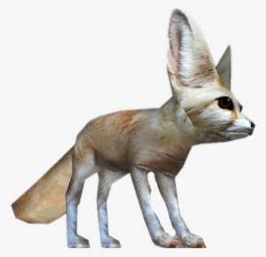 Anatomy Of A Fennec - Anatomy Of A Fennec Fox PNG Image | Transparent ...