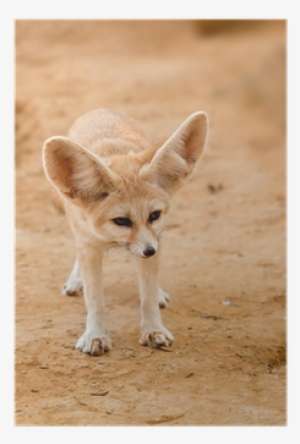 Anatomy Of A Fennec - Anatomy Of A Fennec Fox PNG Image | Transparent ...