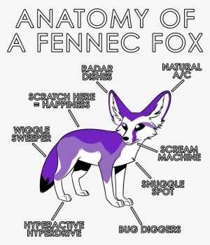Anatomy Of A Fennec Fox PNG Image | Transparent PNG Free Download on ...