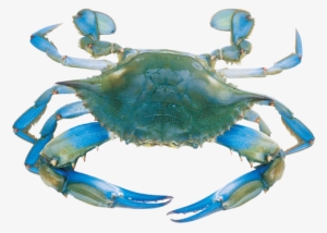 Blue Crab Png PNG Images | PNG Cliparts Free Download on SeekPNG