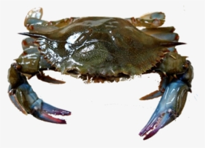 Soft Shell Crab Whole - Soft Shell Crab PNG Image | Transparent PNG ...