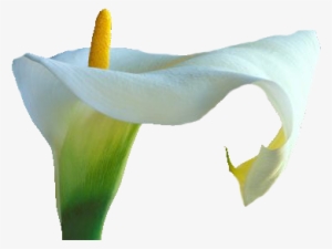 Calla Png Photo - Flowers PNG Image | Transparent PNG Free Download on ...