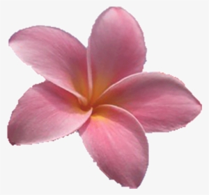 Maui Emoji - Its Maui Time Meme PNG Image | Transparent PNG Free ...