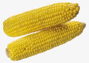 Corn PNG Images | PNG Cliparts Free Download on SeekPNG