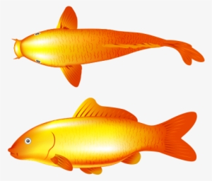 Go To Image - Common Carp PNG Image | Transparent PNG Free Download on ...