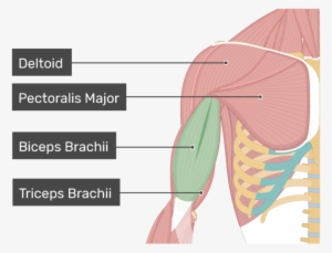 An Anterior View Of The Arm Muscles With Labels For - Biceps Brachii ...