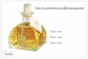 The Olfactory Pyramid Is The Structure Of A Perfume, - Perfume PNG ...