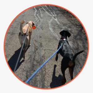 Dog Walking PNG Image | Transparent PNG Free Download on SeekPNG