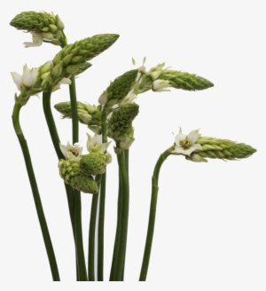 Angelica Transparent - Transparency PNG Image | Transparent PNG Free ...