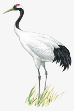 Visit - Red Crowned Crane Icon PNG Image | Transparent PNG Free ...