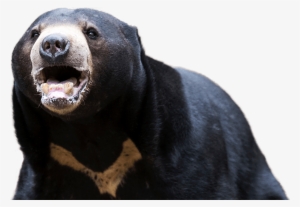 Malaysian Sun Bear - Sun Bear PNG Image | Transparent PNG Free Download ...