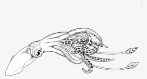 Cuttlefish Drawing - Sketch PNG Image | Transparent PNG Free Download ...