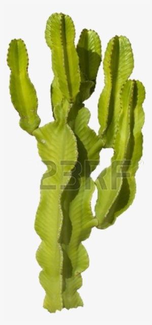 Cycad - Orand Nursery PNG Image | Transparent PNG Free Download on SeekPNG