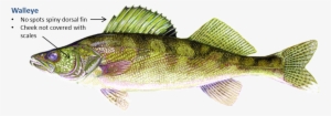 Walleye - Walleye Fish Png PNG Image | Transparent PNG Free Download on ...