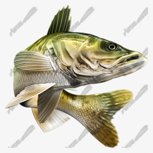Walleye - Walleye Fish Png PNG Image | Transparent PNG Free Download on ...