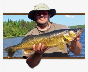 Walleye - Walleye Fish PNG Image | Transparent PNG Free Download on SeekPNG
