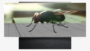 Fly - House Fly PNG Image | Transparent PNG Free Download on SeekPNG