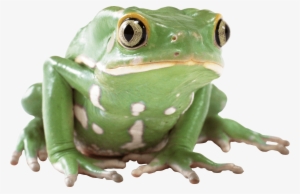 Toad PNG Images | PNG Cliparts Free Download on SeekPNG