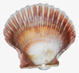 Free Download Seashell Png Images - Sea Shell Transparent Png PNG Image ...