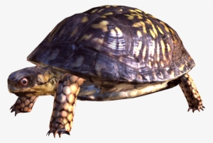 Turtle Png - Turtle Png Transparency PNG Image | Transparent PNG Free ...