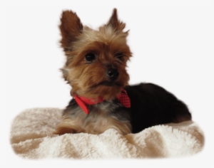 Yorkshire Terrier PNG Image | Transparent PNG Free Download on SeekPNG