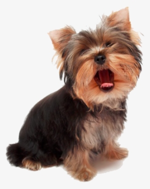 Yorkie Puppy Transparent PNG Image | Transparent PNG Free Download on ...